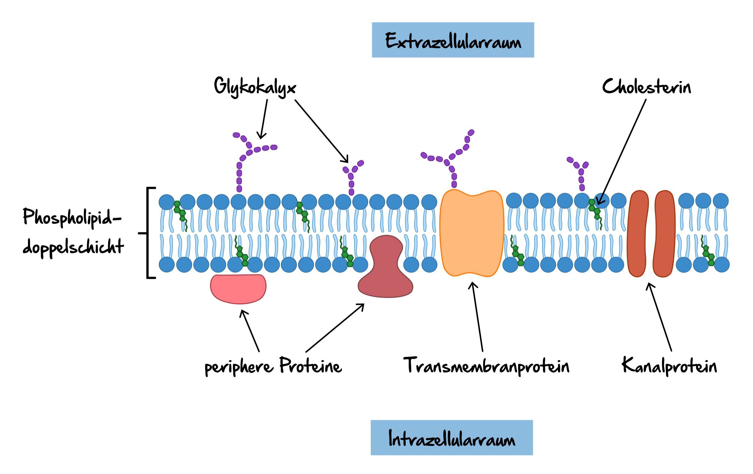 Beispiel Demo | Frontend | Studymed.at